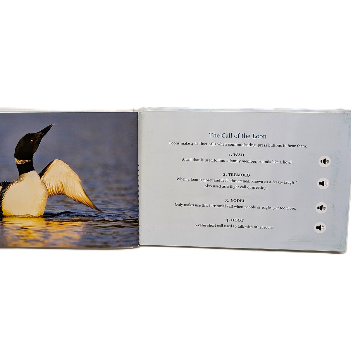 Loon Life: Loonlets' First Summer by Julie Betts Testwuide – The ...